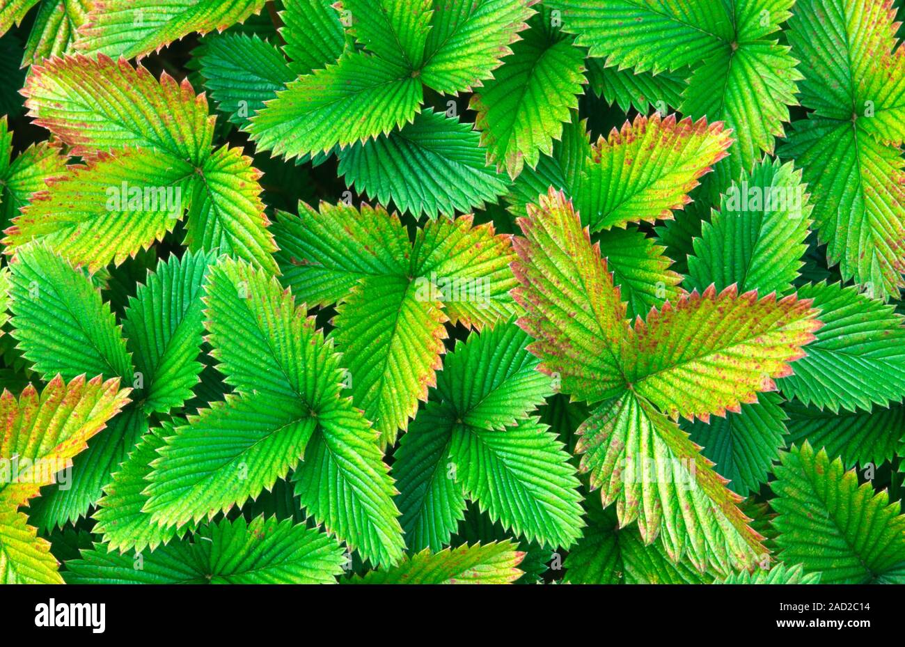 Strawberry leaves abstract pattern image showing subtle variation in ...