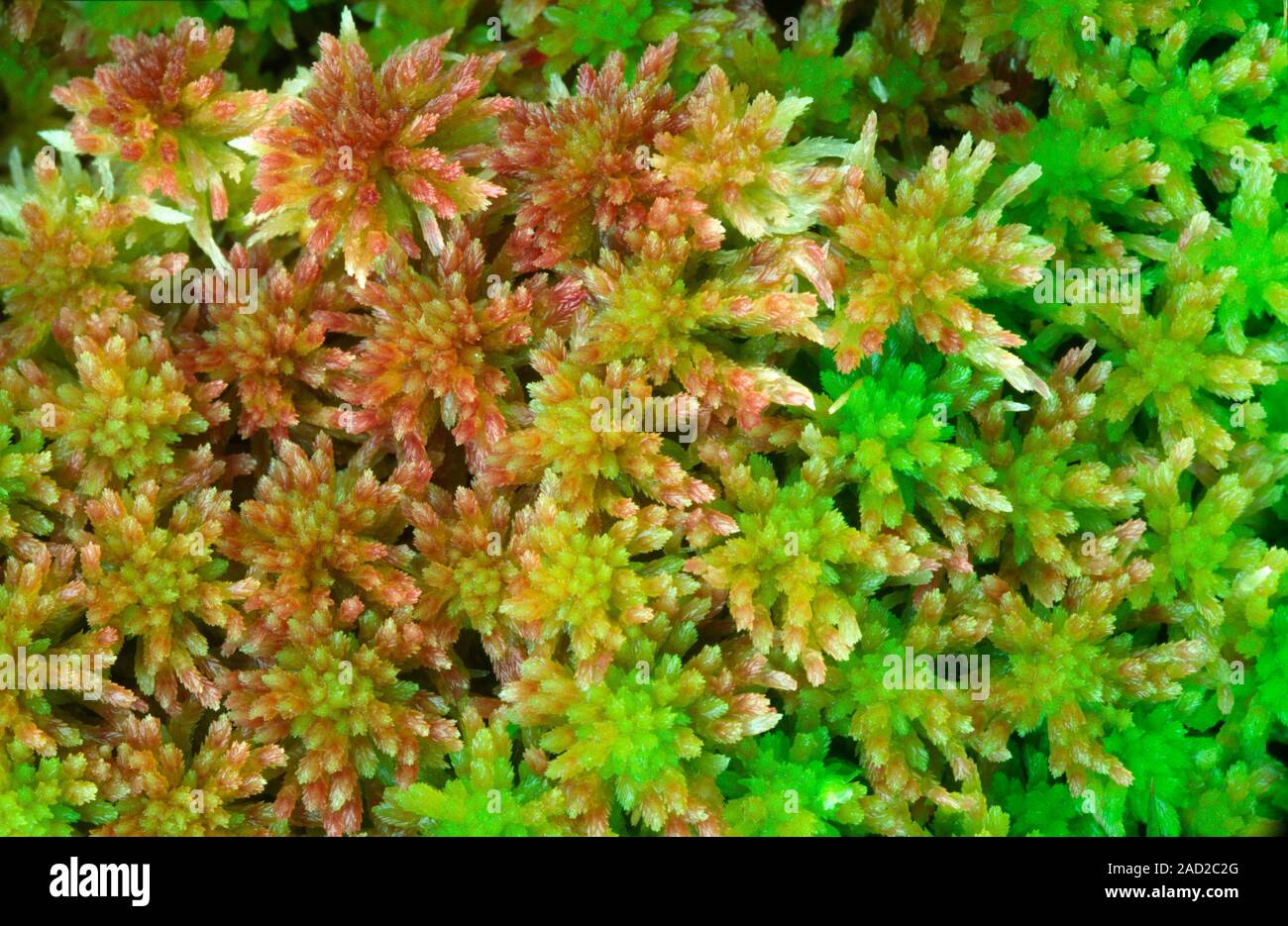 Close-up abstract of a patch of sphagnum moss (Sphagnum papillosum ...