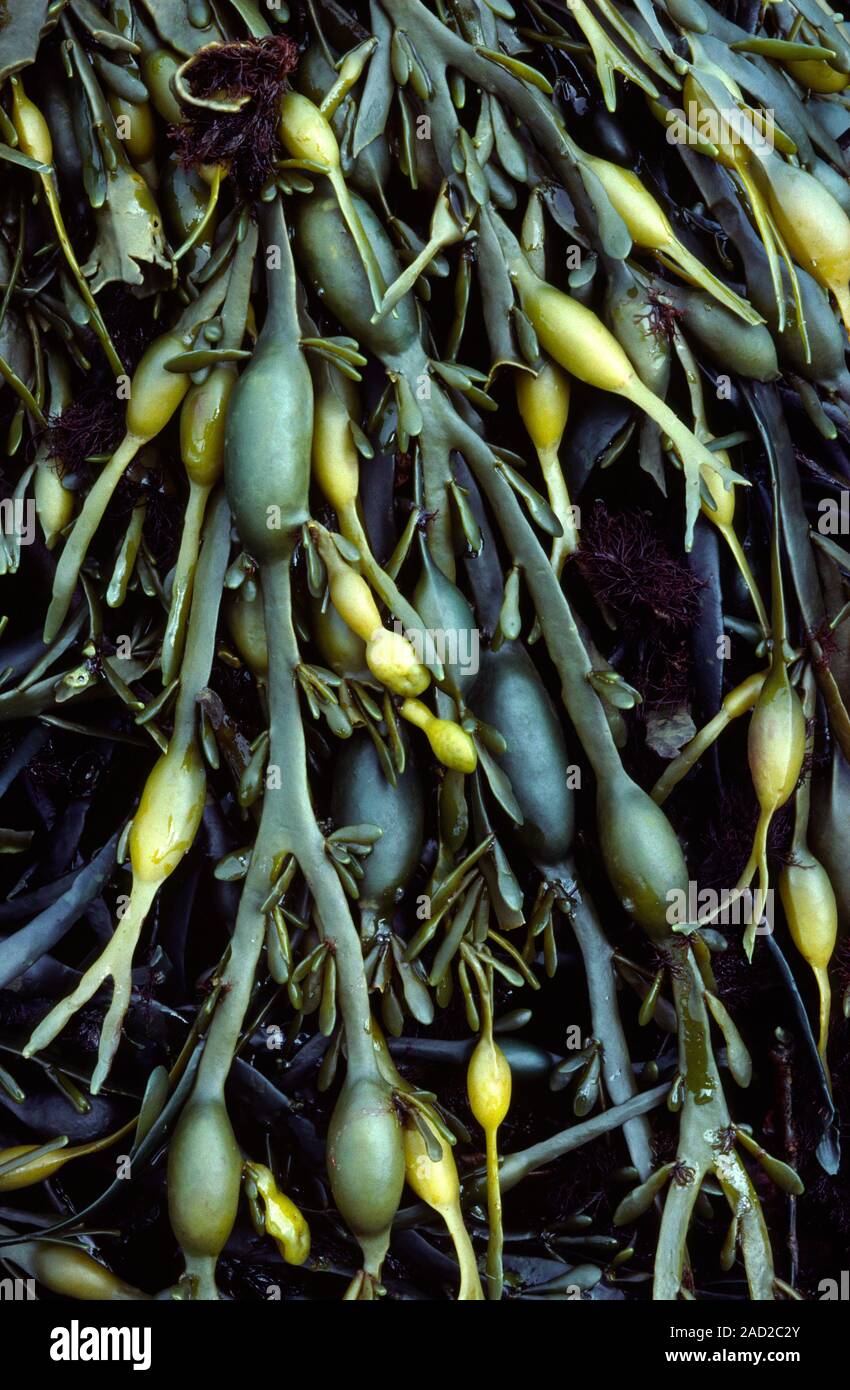 Close-up of knotted or egg-wrack (Ascophyllum nodosum) showing the egg ...