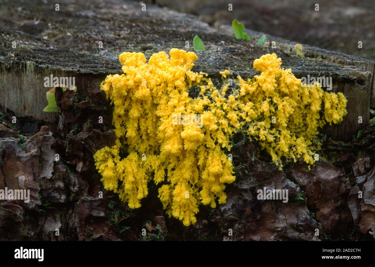 Close-up of a slimy mass of slime mould (Physarum polycephalum ...