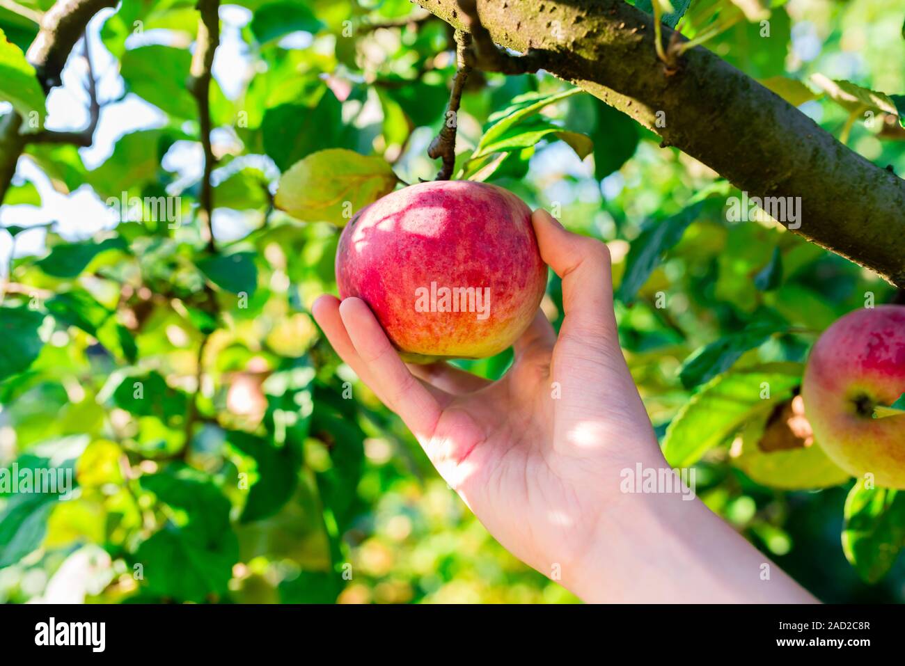 Hand picking an apple hi-res stock photography and images - Alamy
