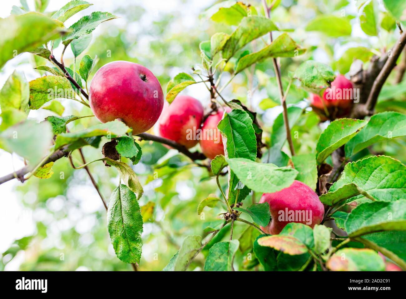 apple trees loaded with apples in an orchard Stock Photo - Alamy