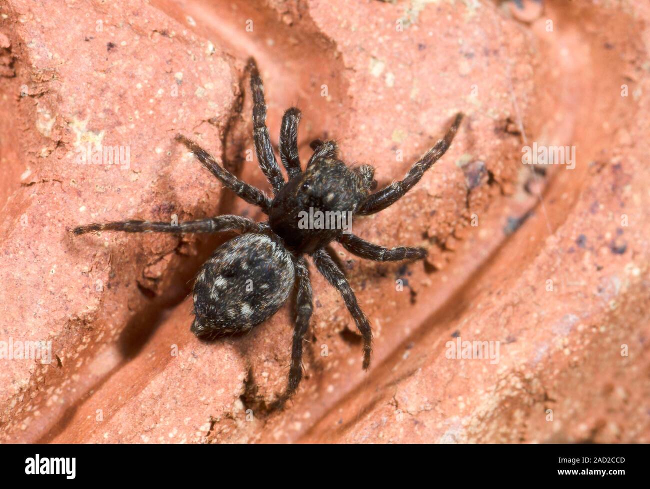 Close-up of a male jumping spider (Sitticus pubescens) resting on a ...
