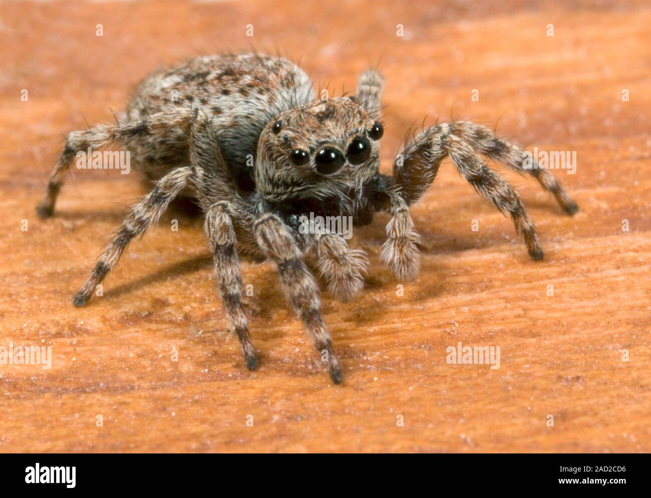 Close-up of a female jumping spider (Sitticus pubescens) on a window ...