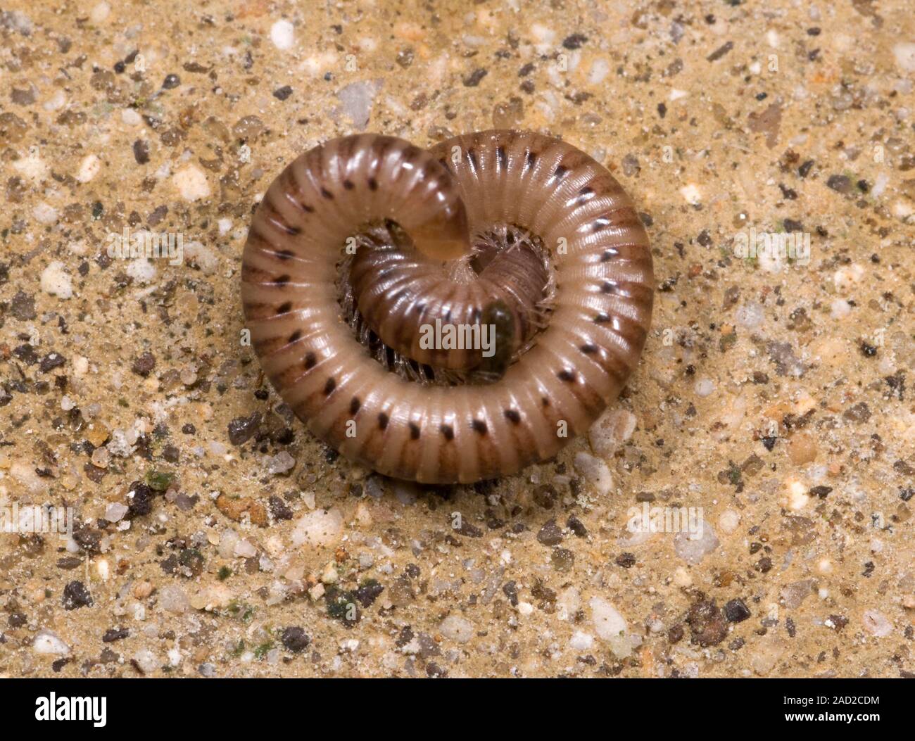 Close-up of a Millipede (Cylindroiulus punctatus), in a typical coiled ...