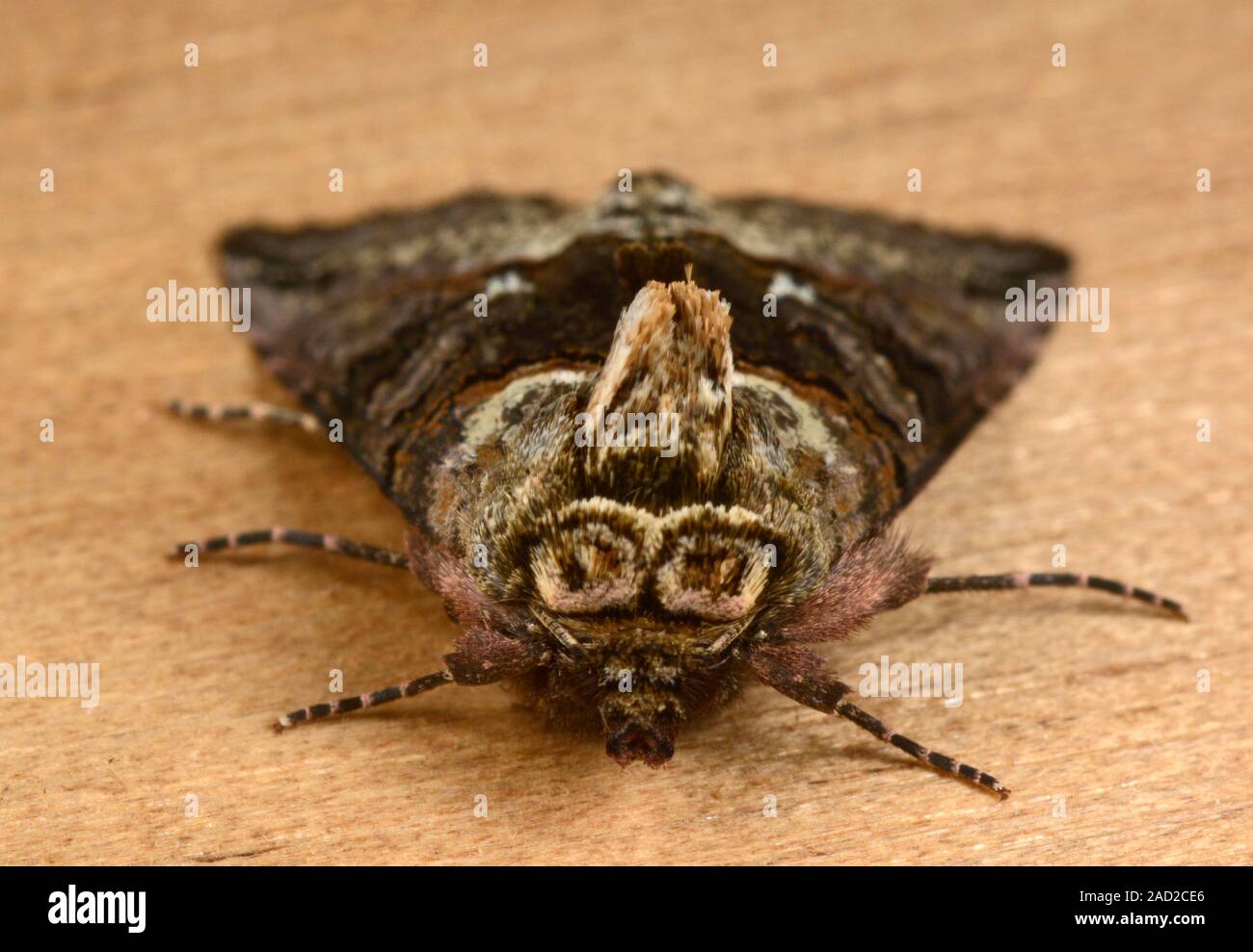 Close-up frontal view of a Spectacle moth (Abrostola triplasia) resting ...