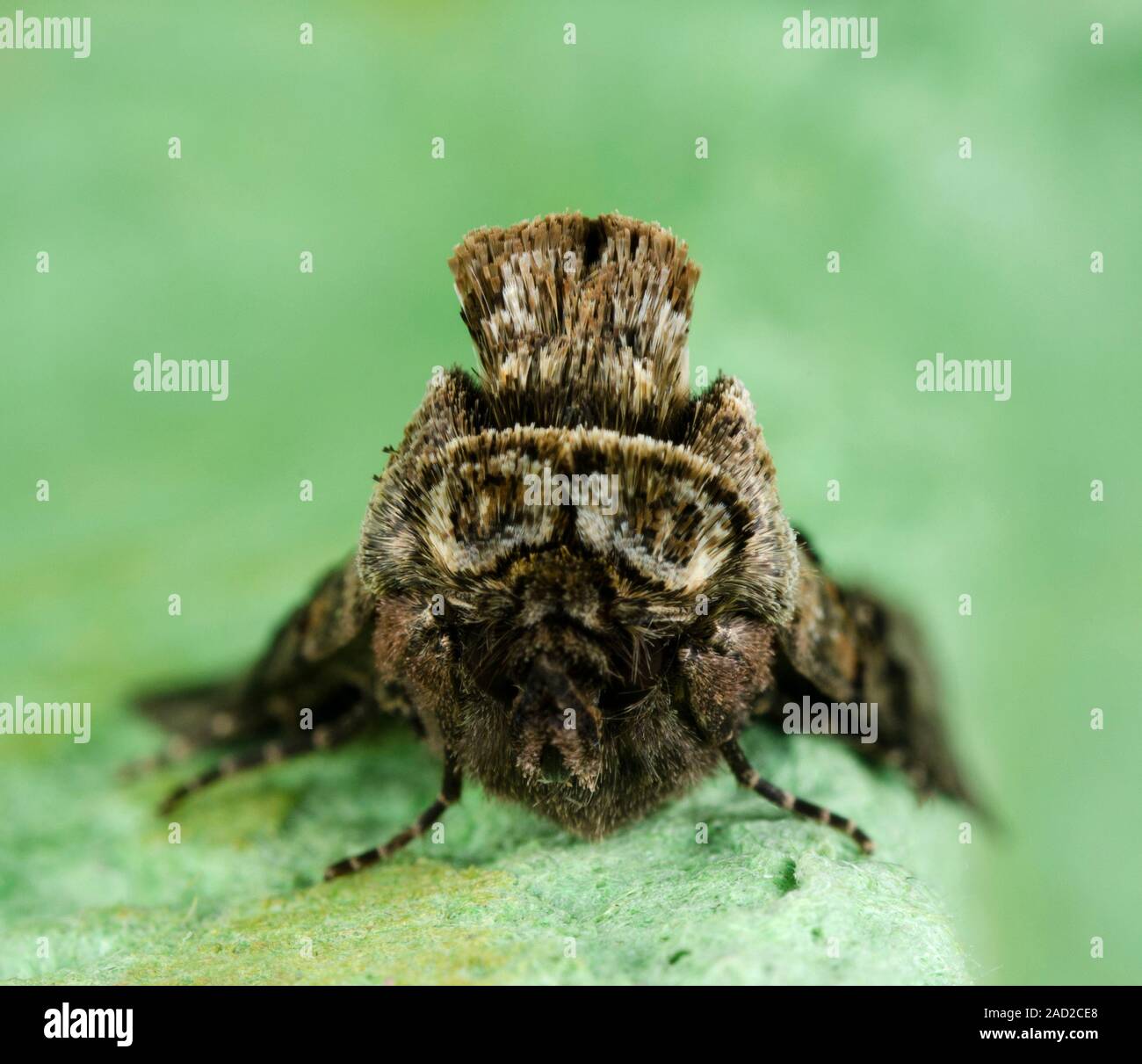 Extreme close-up frontal view of a Spectacle moth (Abrostola triplasia ...