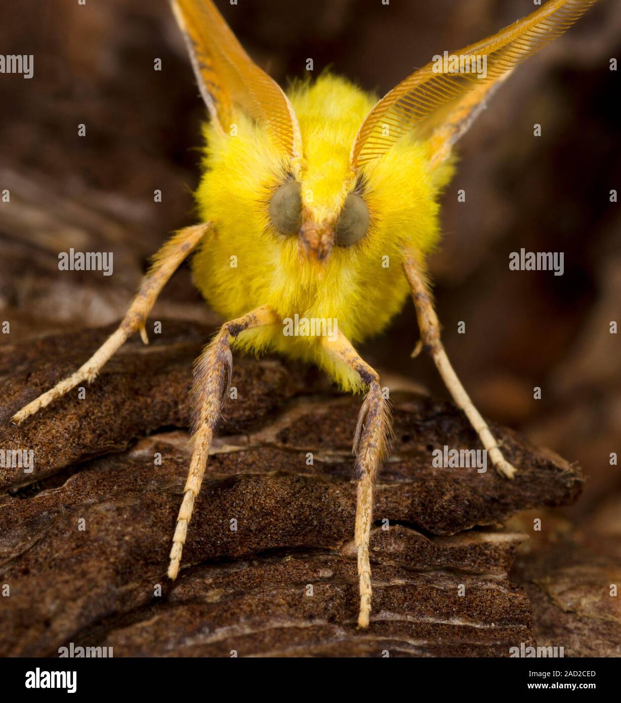 Close-up frontal view of a Canary-shouldered thorn moth (Ennomos ...