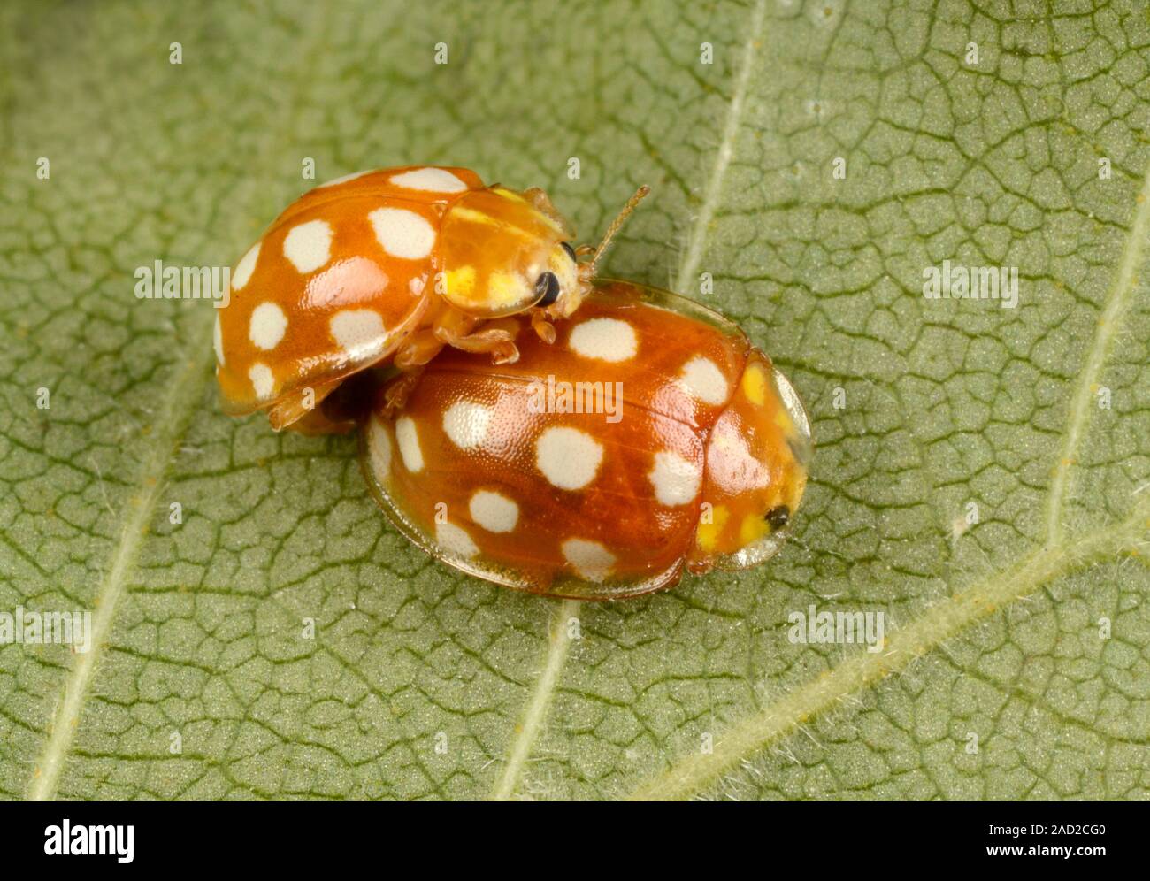 Close-up of a pair of Orange ladybirds (Halyzia 16-guttata). A sixteen ...