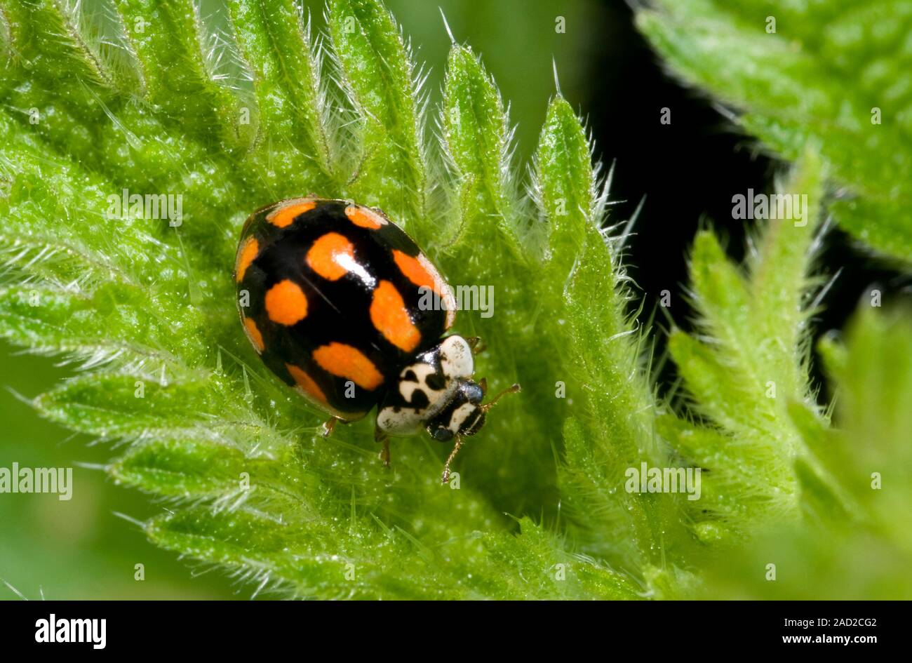Close up of a chequered form of a ten-spot ladybird (Adalia 10-punctata ...