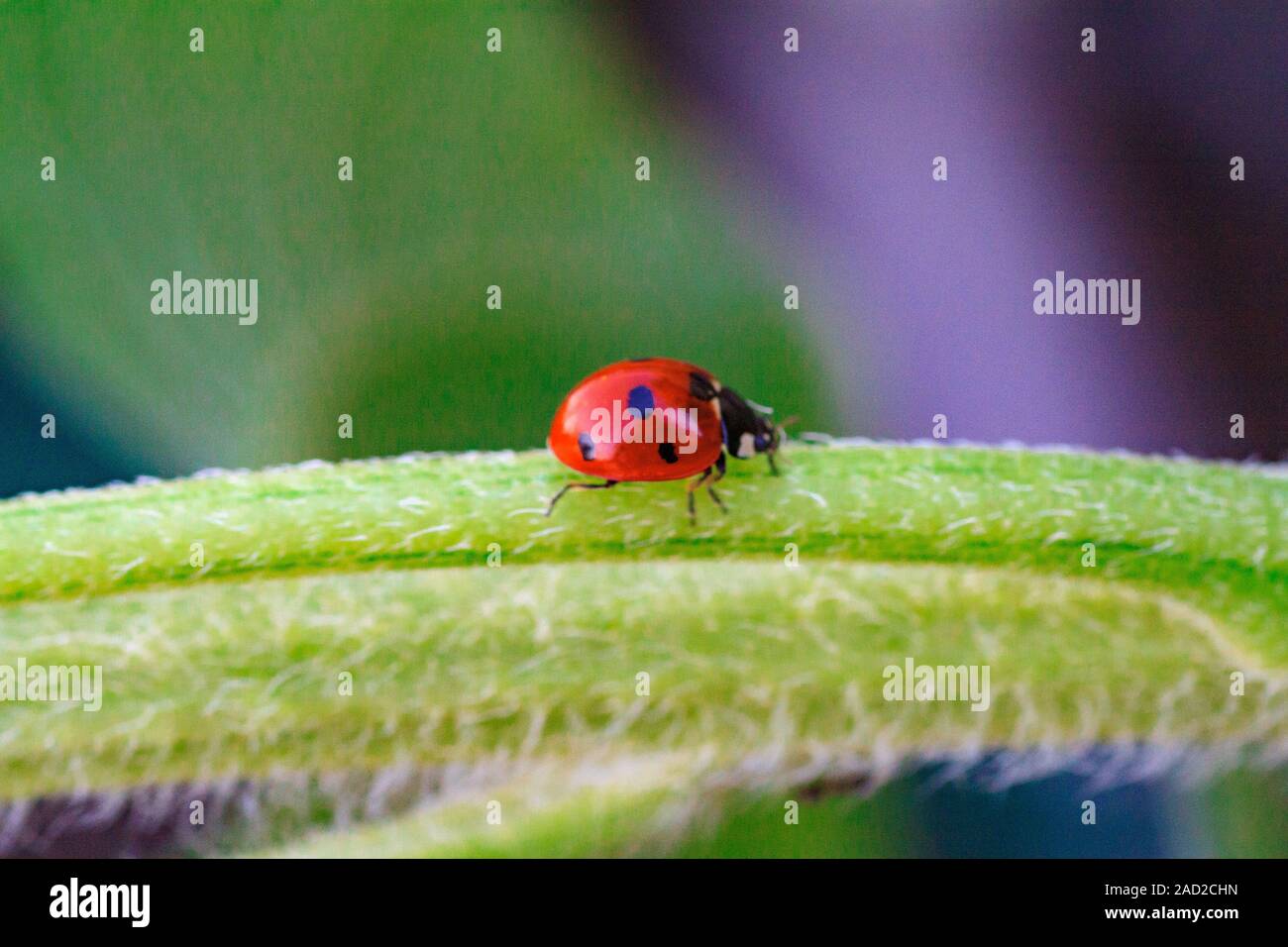Asian lady beetle on twig near Minnesota River Natural insecticide that ...