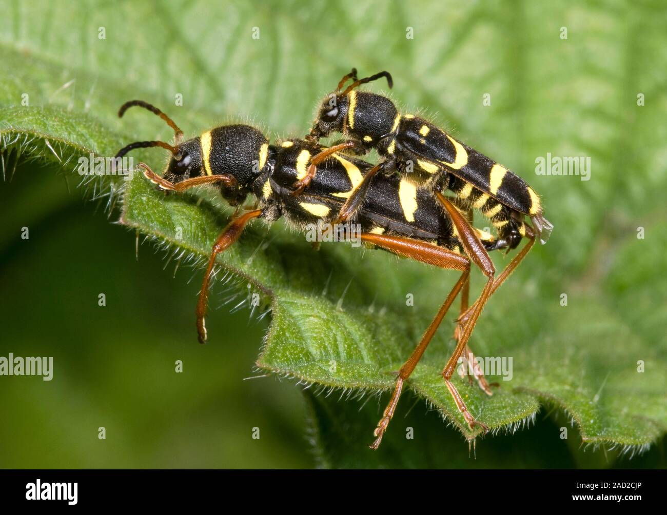 Close up profile of a mating pair of wasp beetles (Clytus arietis) on a ...