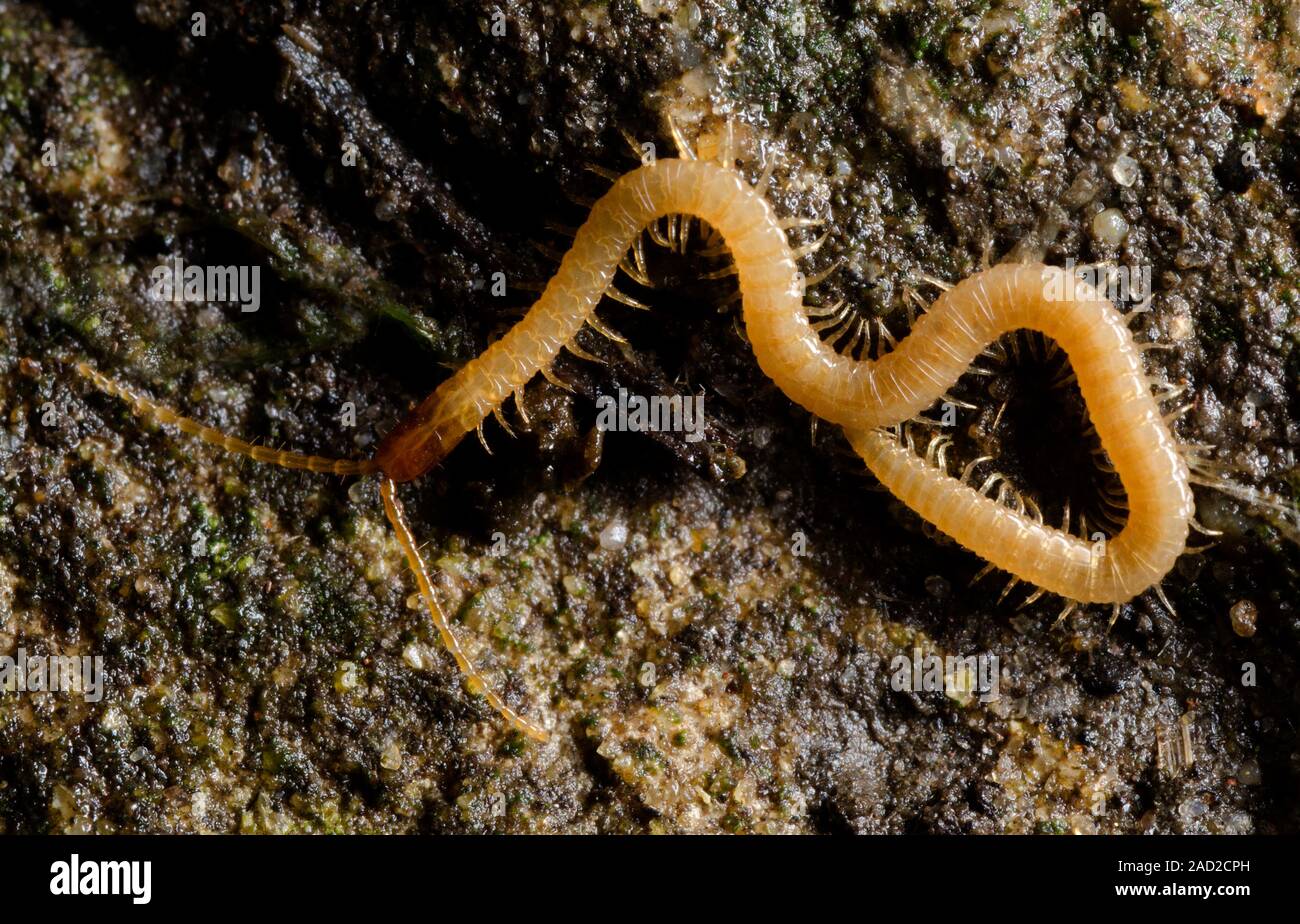 Close-up of a Western yellow centipede or Burrowing centipede ...