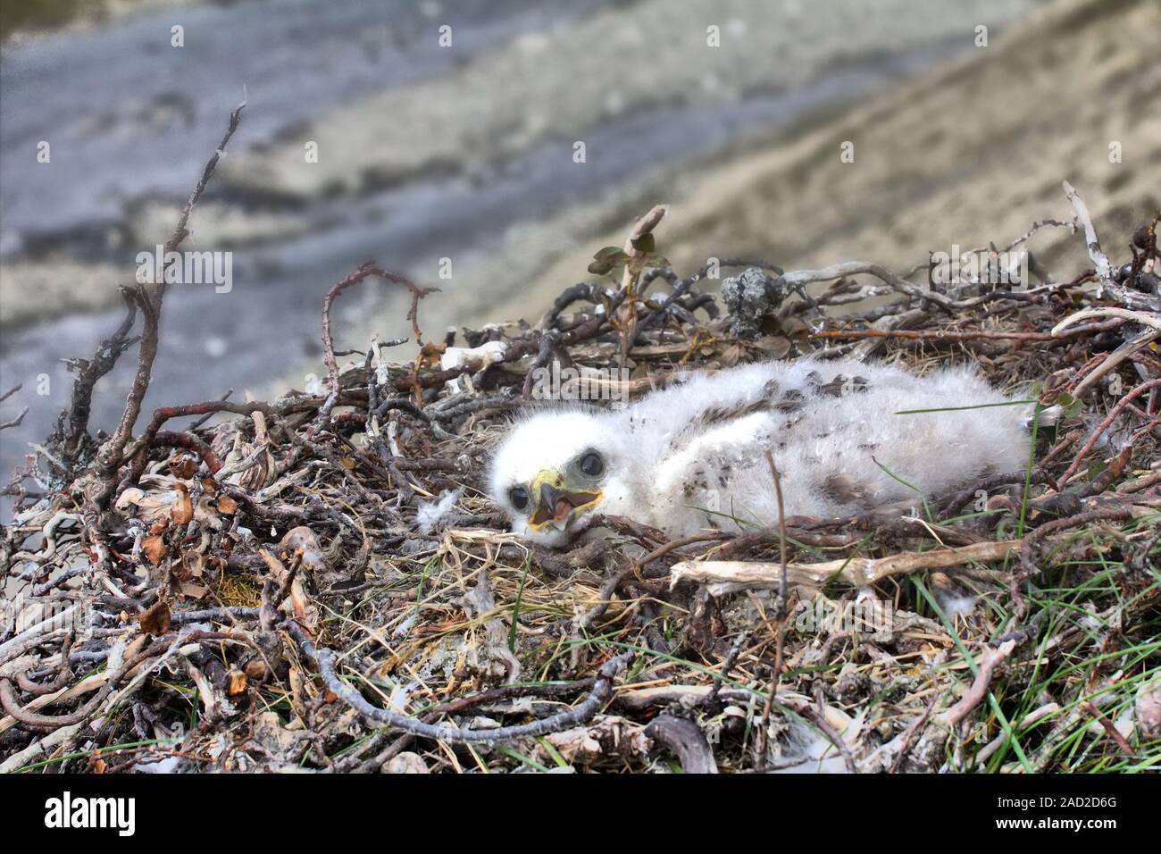 Rough-legged Buzzard chick in nest. background is river canyon in polar ...