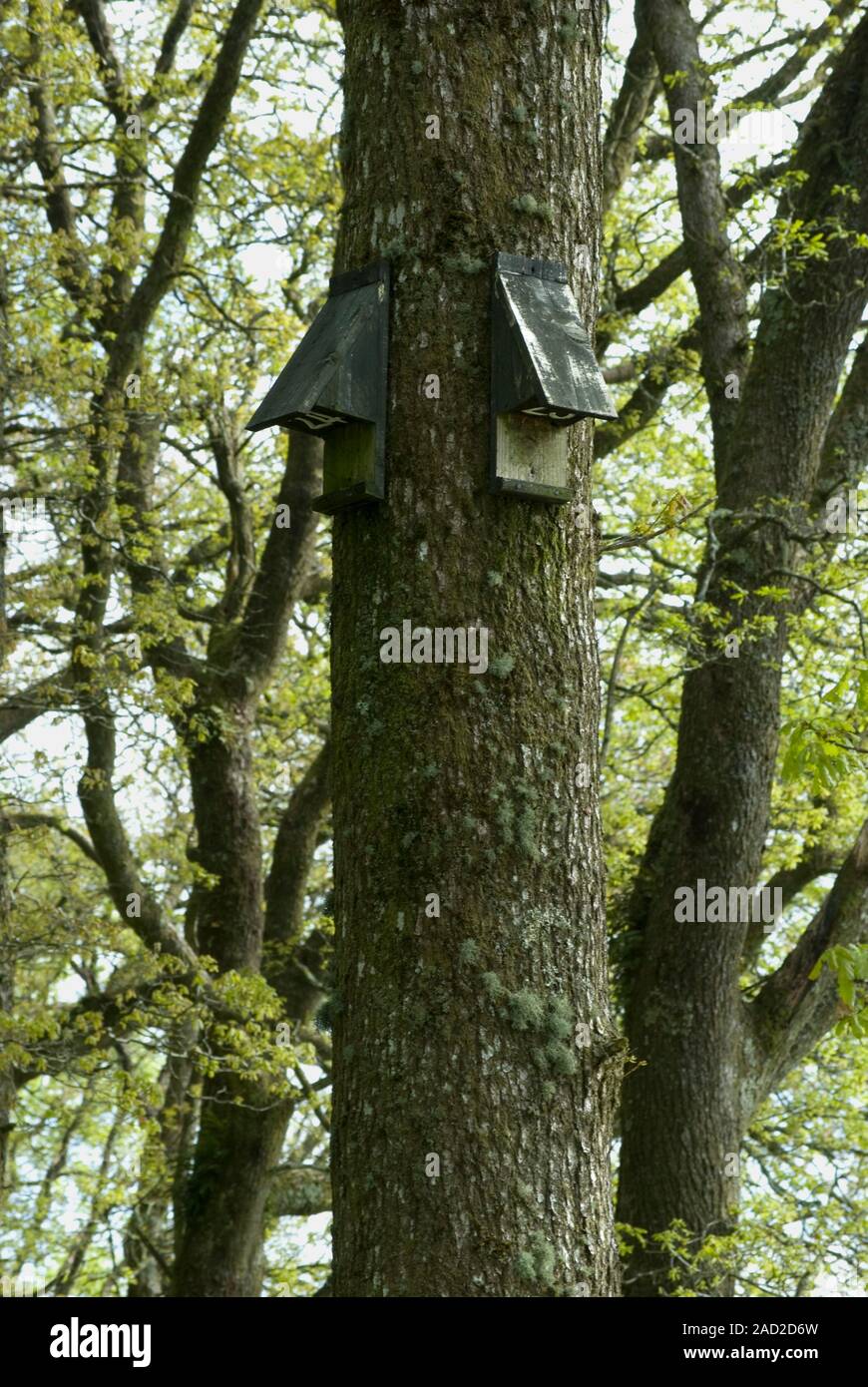 Bat boxes are designed to encourage bats into areas where roosting ...
