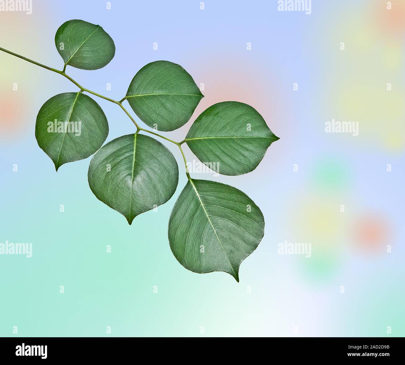 Tree branch isolated on background Stock Photo - Alamy