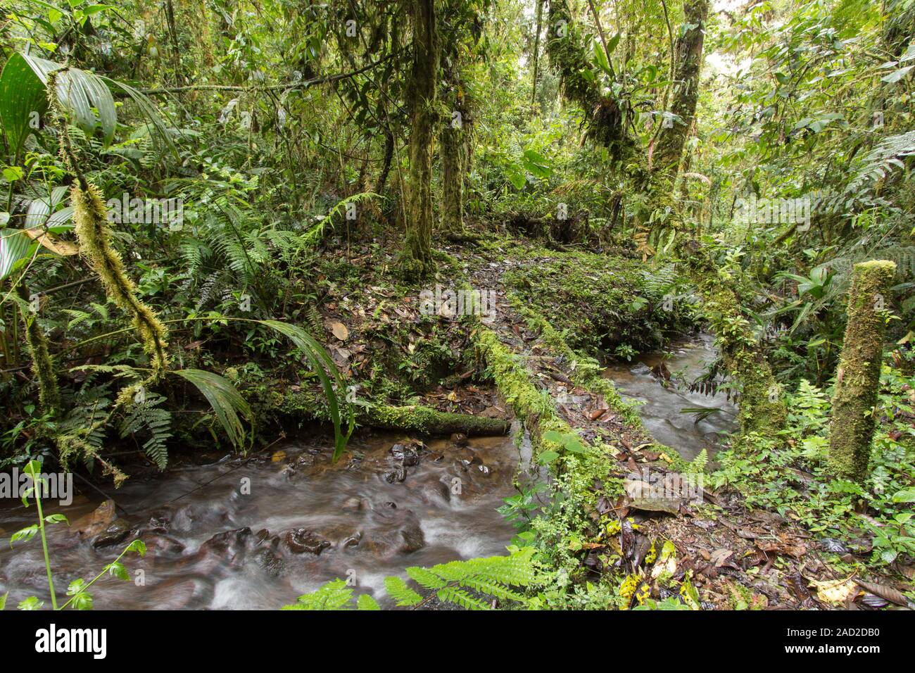 Amazonian cloud forest. Stream running through trees hung with dense ...