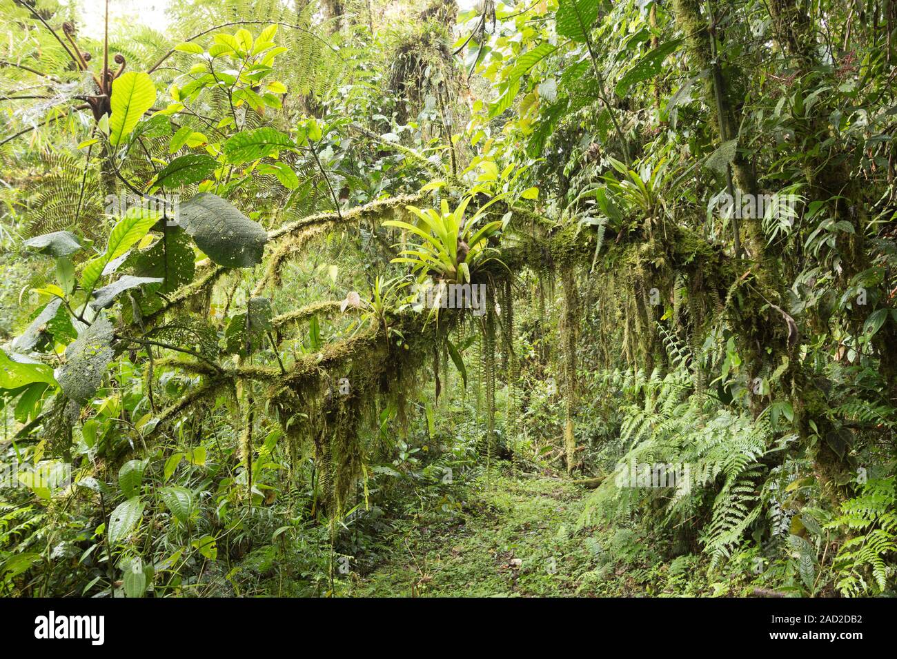 Amazonian cloud forest. Trees hung with dense growths of epiphytes in ...