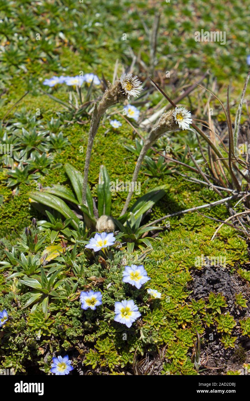 Groundsel (Werneria sp.) in flower. Photographed in the Andes, South ...