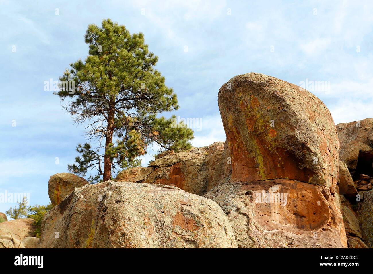 Penitente Canyon. Conifer growing on the cliffs of Penitente Canyon in ...