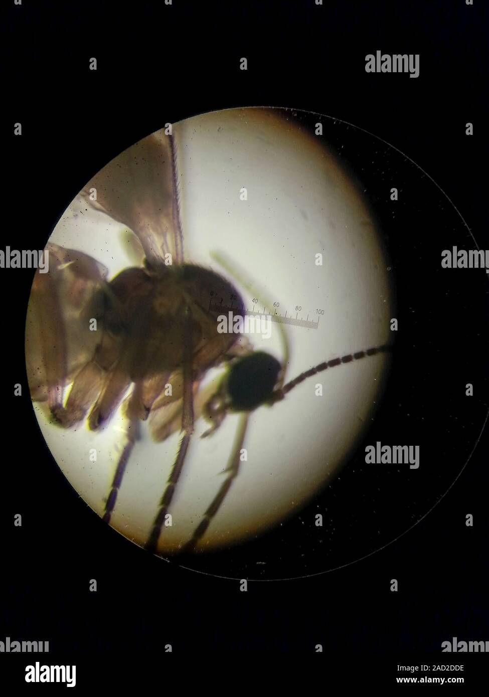 Mosquito Research Mosquito as seen under a microscope Stock Photo - Alamy