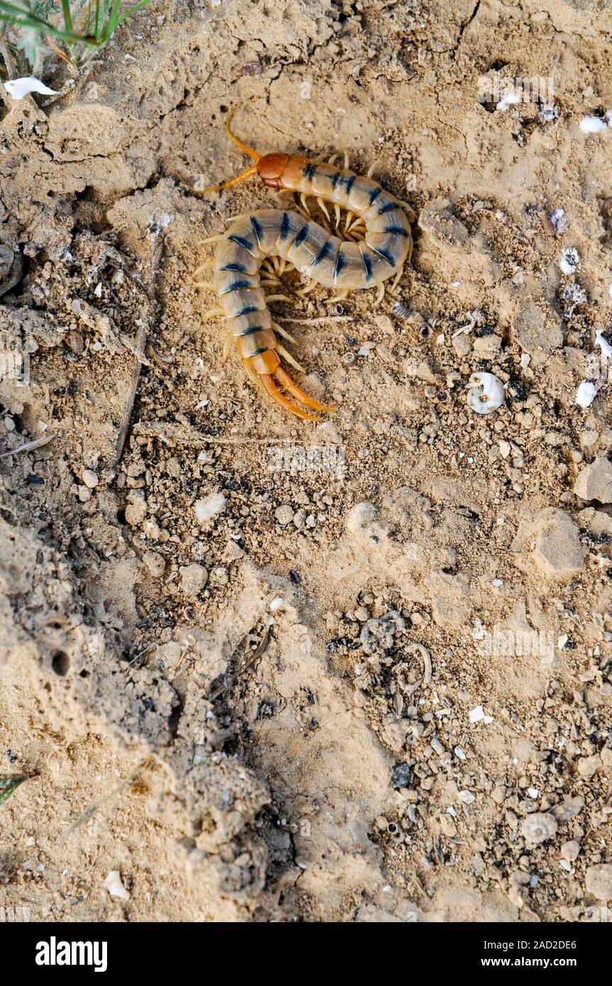 Centipede (Scolopendra) a venomous night predator. Photographed in ...