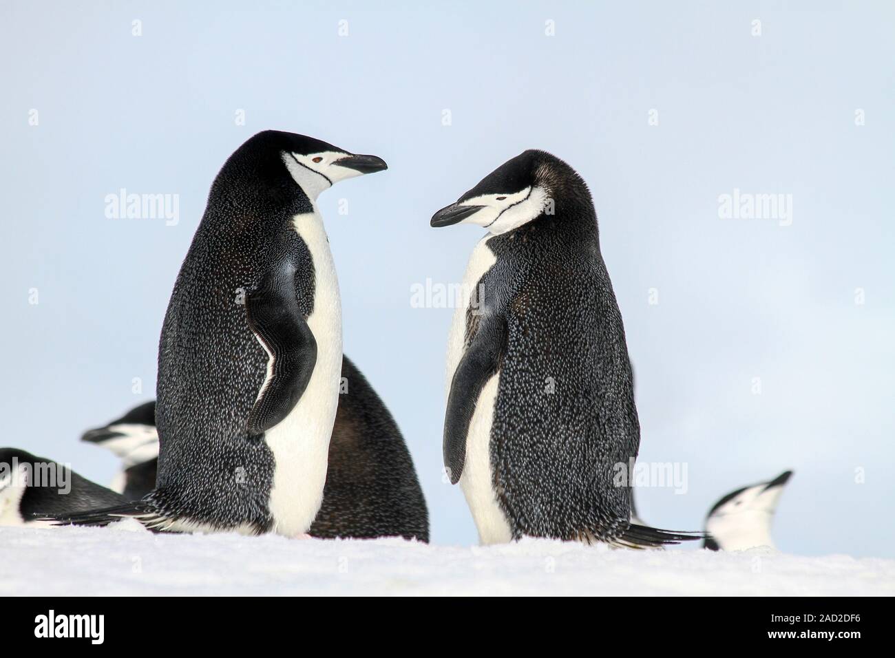 Chinstrap penguins (Pygoscelis antarctica). These birds feed almost ...