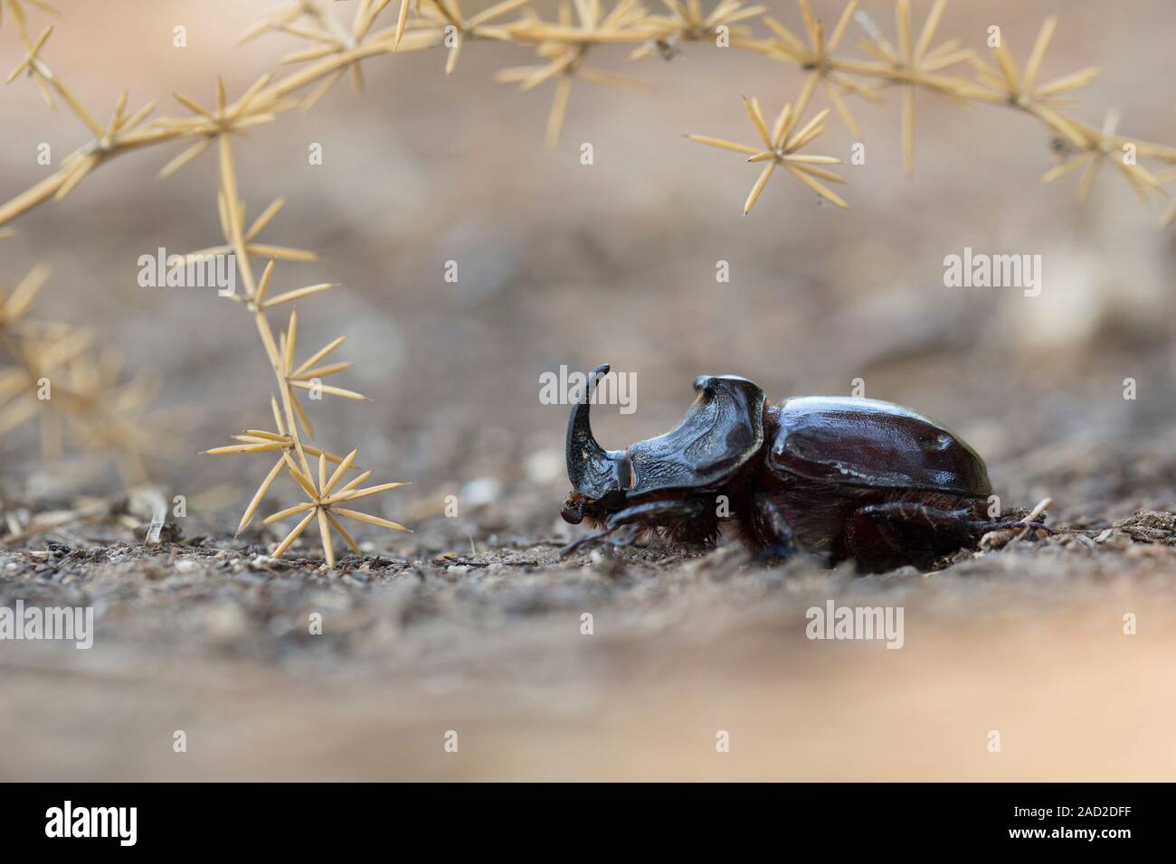 Horned or Spanish Dung beetle (Copris hispanus). Photographed in Israel ...