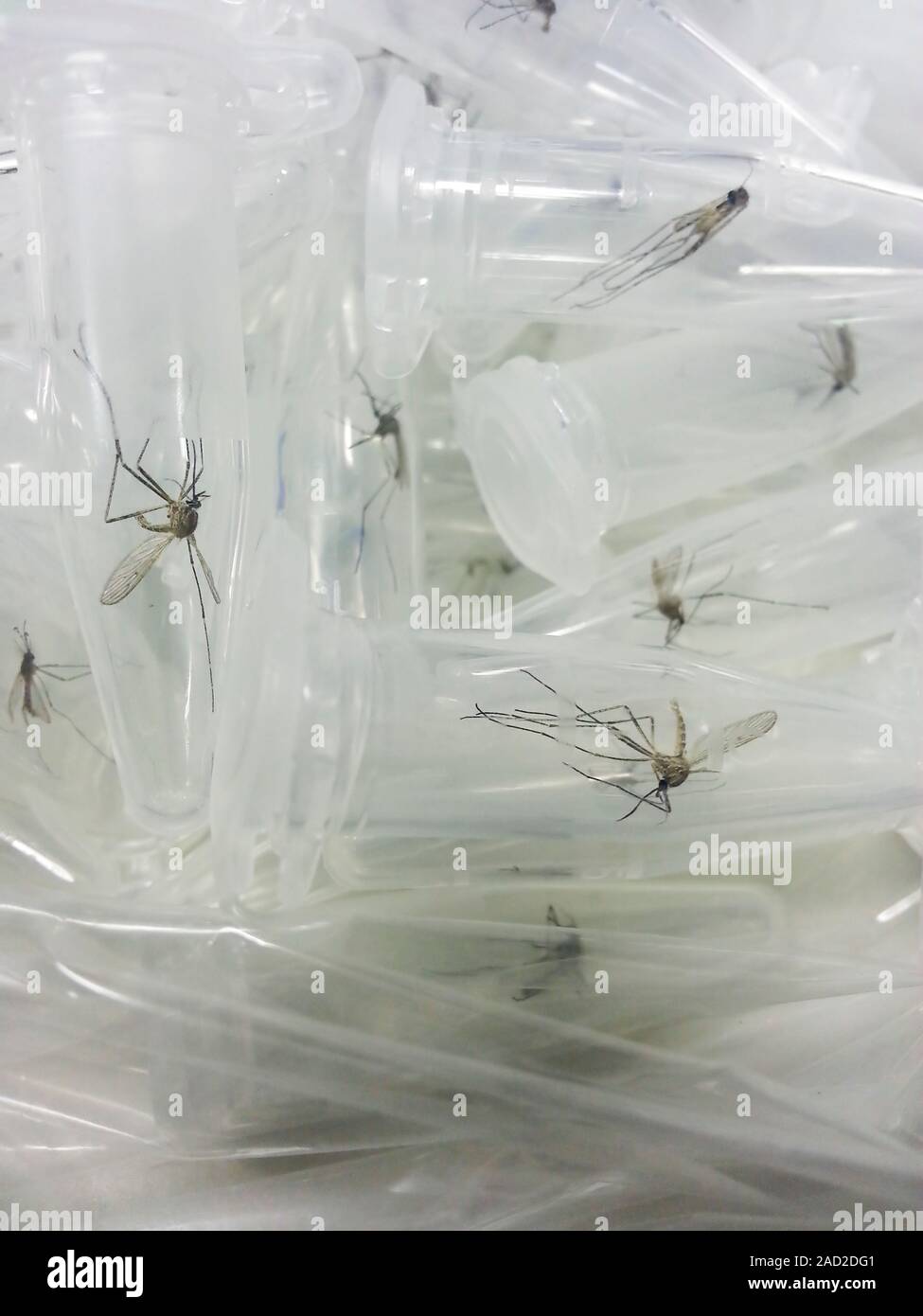 Mosquito Research - Mosquito being preserved in a vial. Photographed in ...