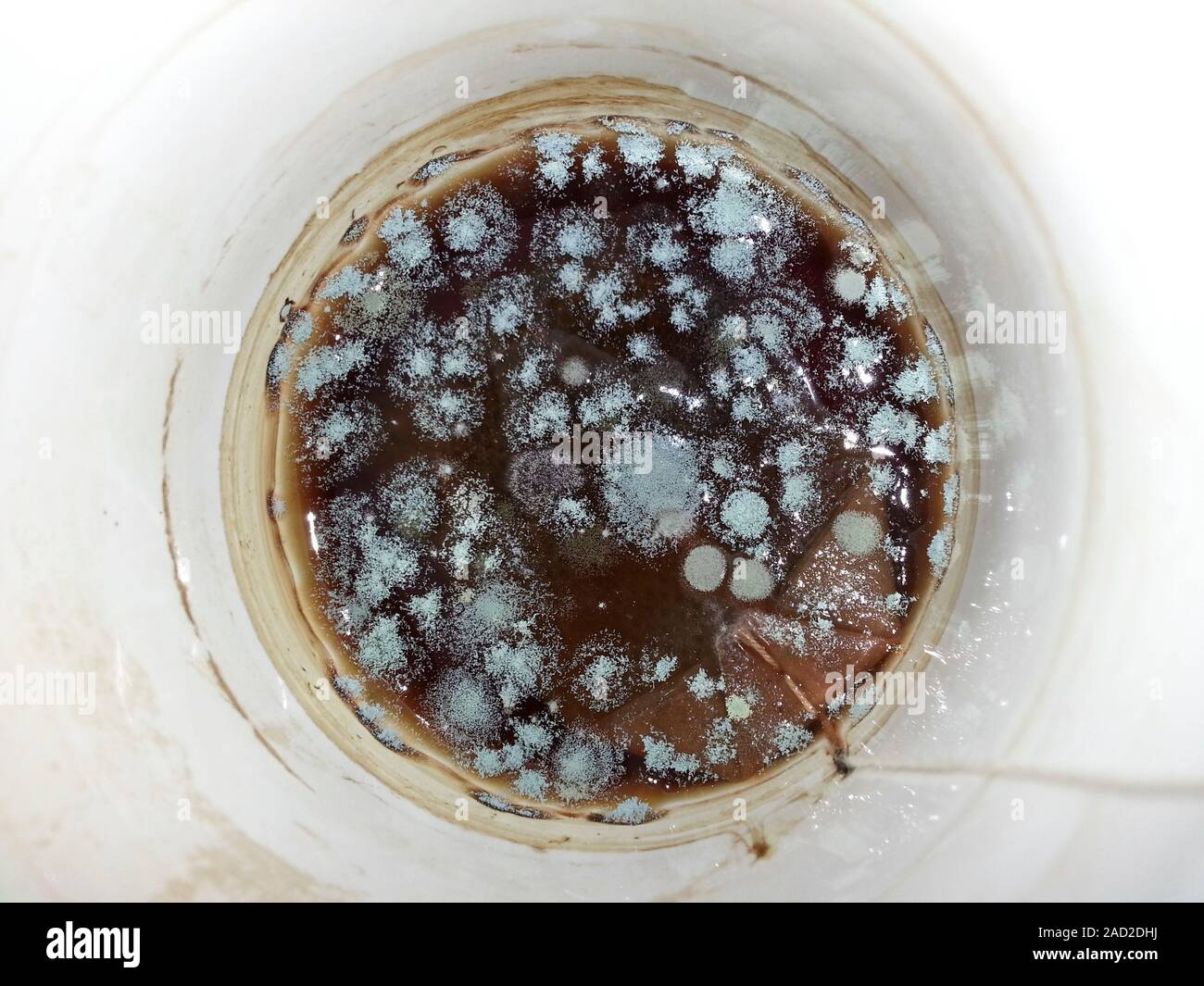 moldy coffee cup mold cells develope in the remains of a coffee cup ...