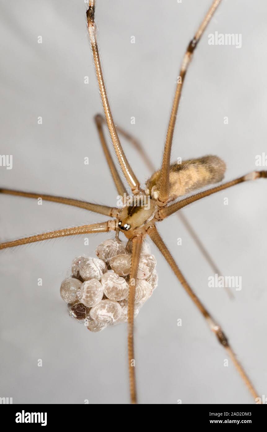 Cellar spider (Pholcus phalangioides) with eggs. Cellar spiders are ...