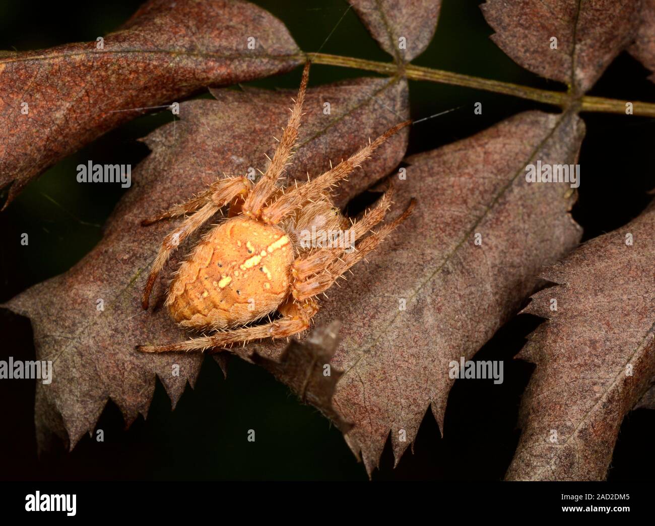 European garden spider (Araneus diadematus) on a dead leaf. This is a ...