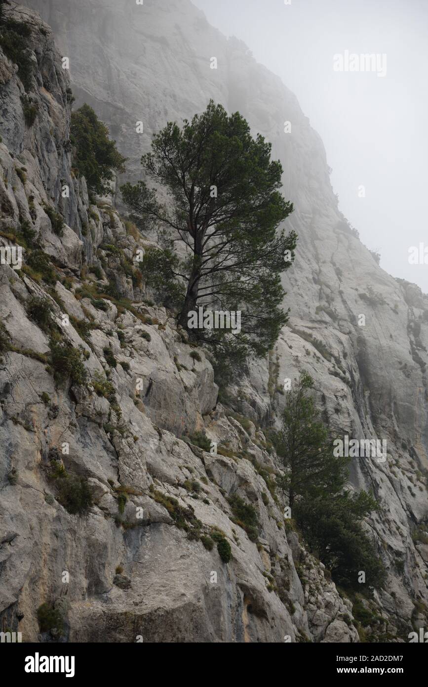 Tree on a rock face Stock Photo - Alamy