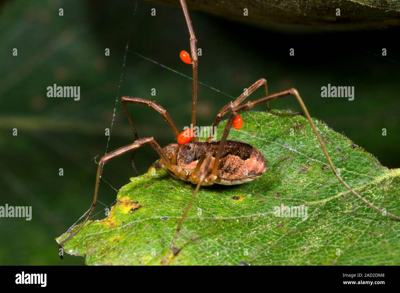 Harvestman (Mitopus morio) carrying red parasitic larval mites (family ...