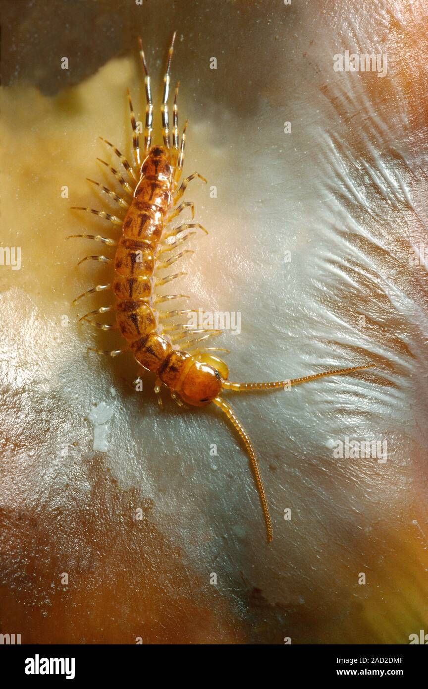 Close-up of a centipede (Lithobius varigatus) resting on a fungus cap ...