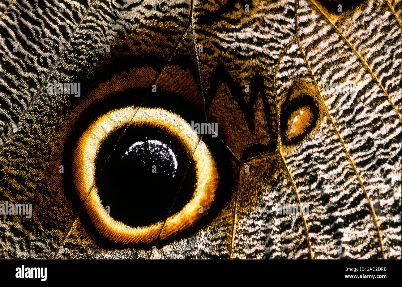 Butterfly eyespot. Close-up of the hindwing of the owl butterfly ...