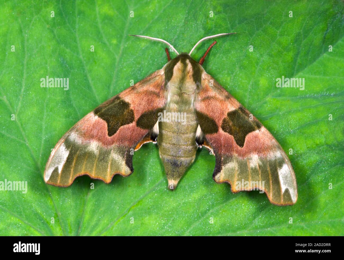 Lime hawk-moth (Mimas tiliae) on a leaf. This moth is found throughout ...