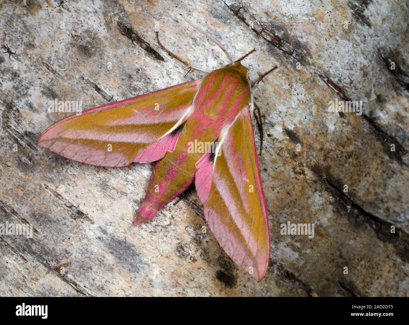 Elephant hawk-moth (Deilephila elpenor) resting on tree bark. Many long ...