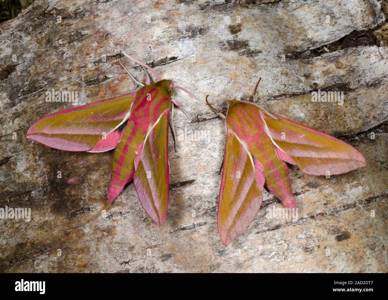 Elephant hawk-moths (Deilephila elpenor) resting on tree bark. Many ...