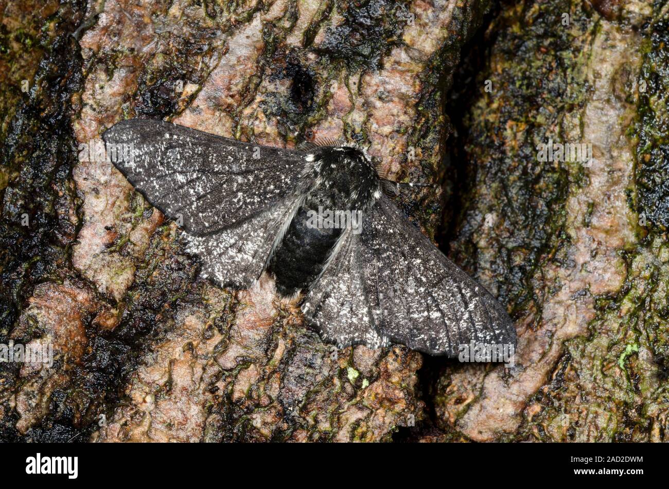 Peppered moth (Biston betularia f. insularia) resting on a tree trunk ...