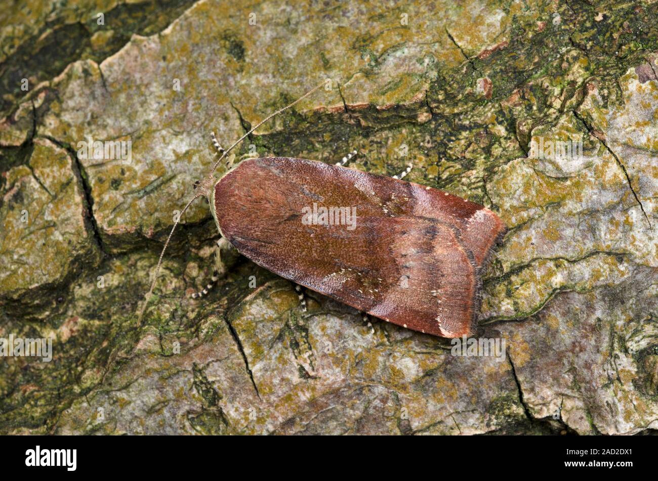 Lesser broad-bordered yellow underwing moth (Noctua janthina). Also ...