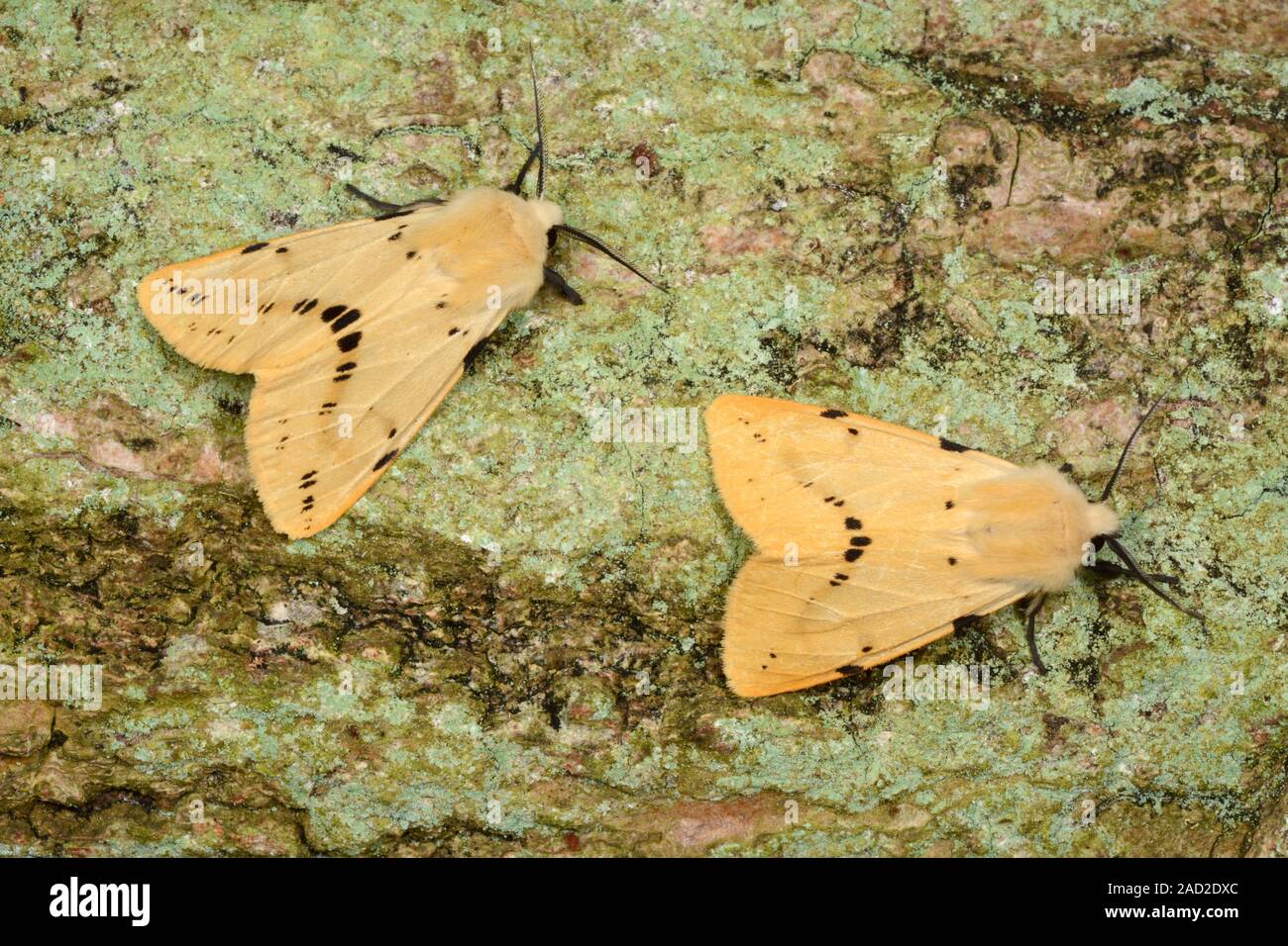 Buff ermine moths (Spilosoma luteum) resting on tree bark. This species ...