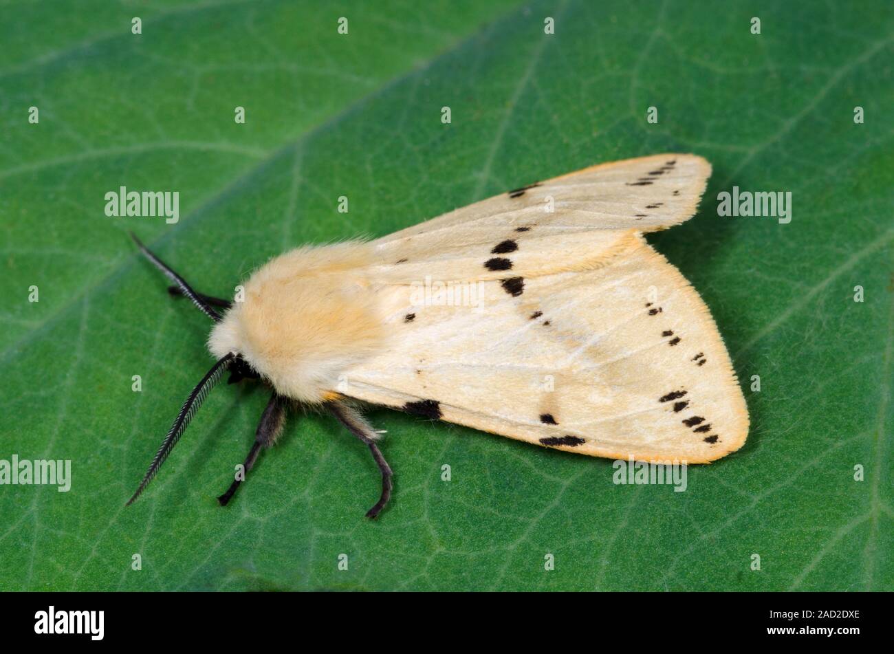 Buff ermine moth (Spilosoma luteum) resting on a leaf. This species is ...