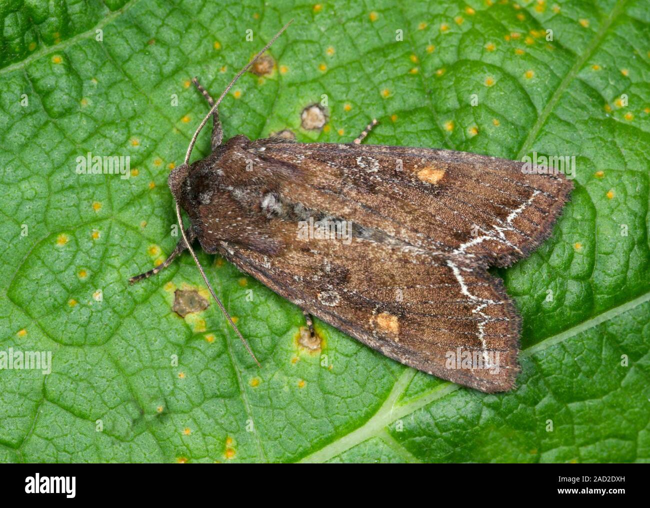 Bright-line brown-eye moth (Lacanobia oleracea) resting on a leaf. This ...