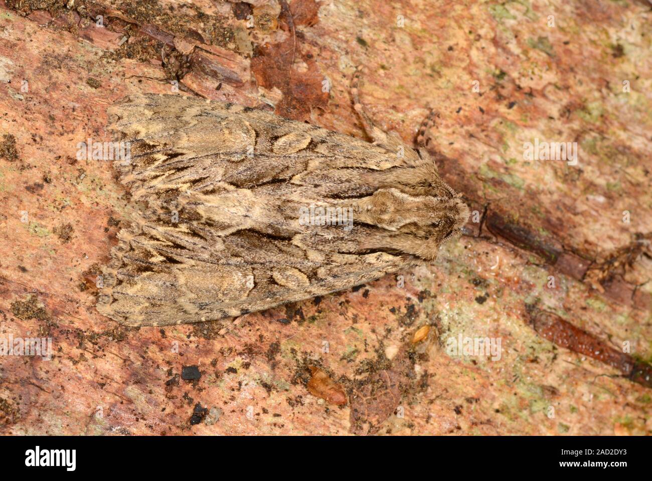 Dark arches moth (Apamea monoglypha) camouflaged against tree bark. The ...