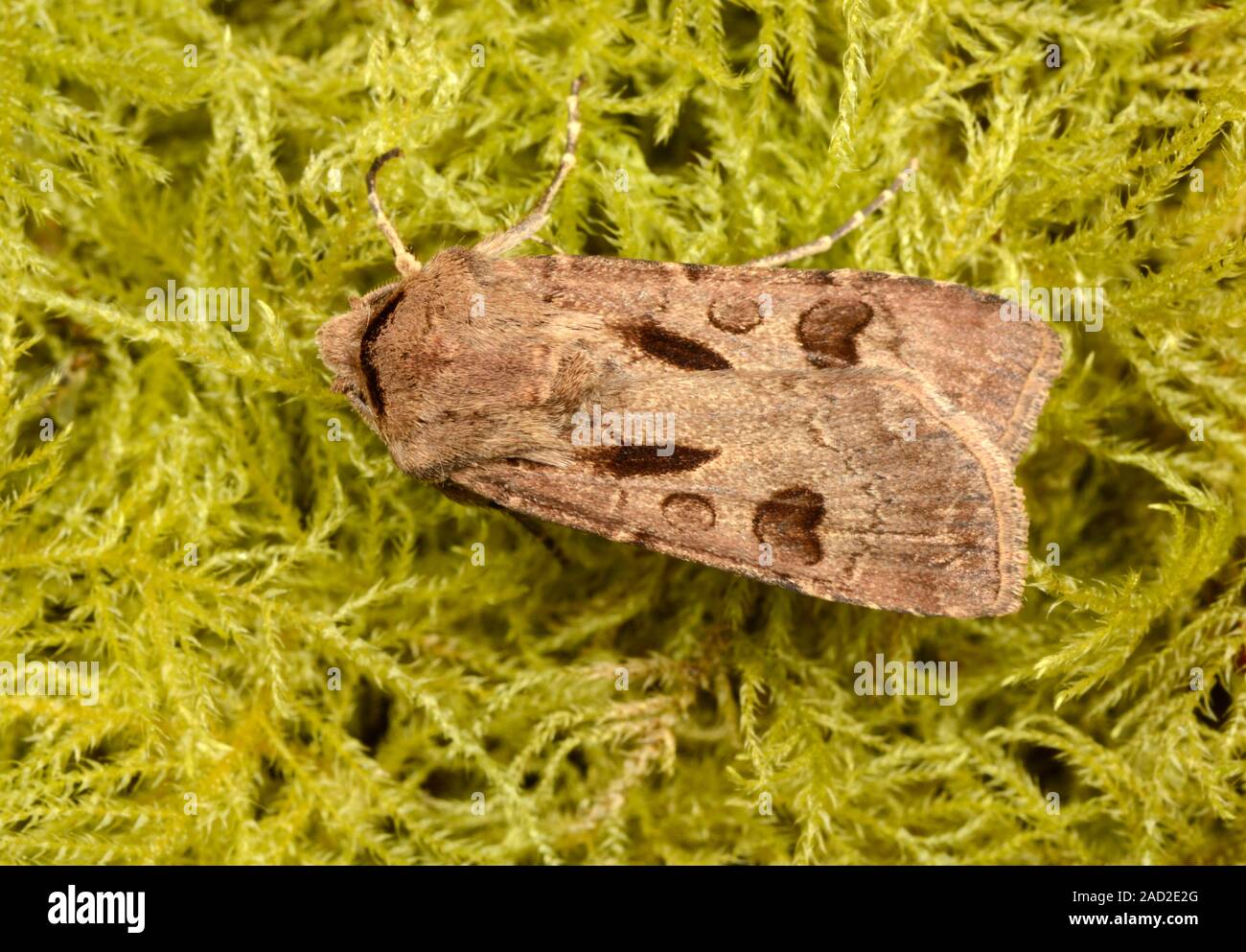 Heart and dart moth (Agrotis exclamationis) resting on moss. This ...