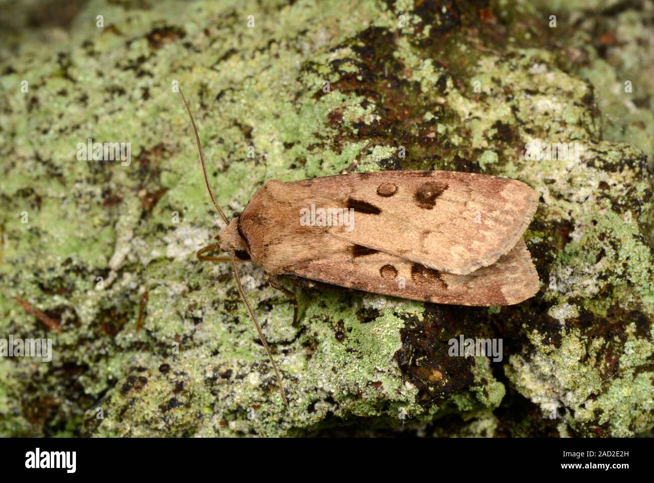 Heart and dart moth (Agrotis exclamationis) resting on tree bark. This ...