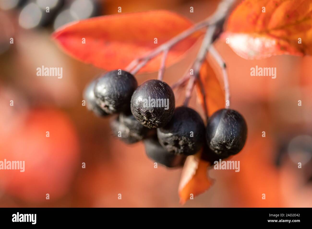Branches with black berries and red leaves of chokeberry in autumn ...