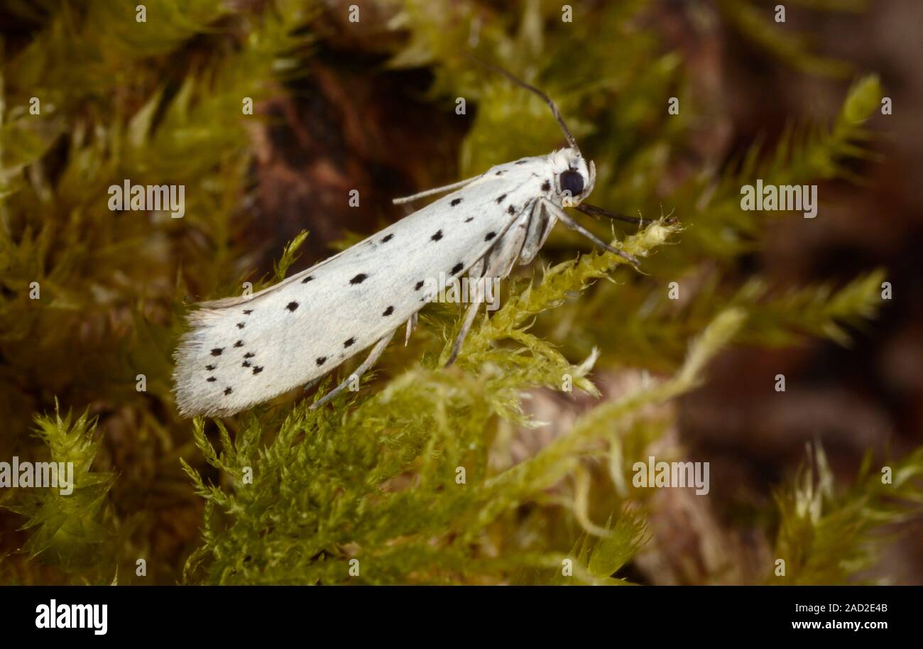 Apple ermine moth (Yponomeuta malinellus) resting on moss. This species ...