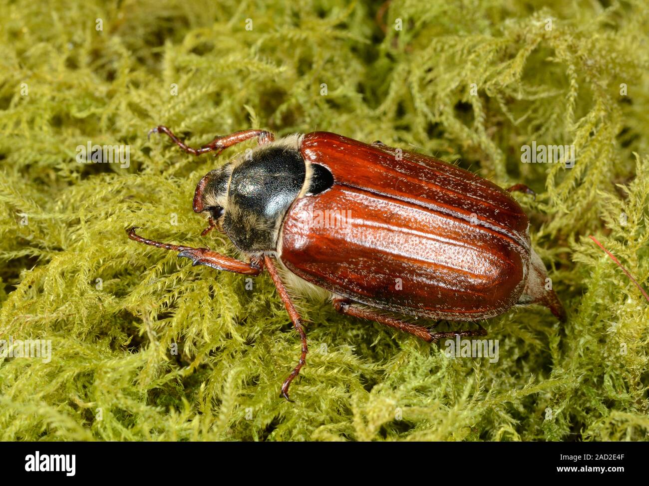 Cockchafer (Melolontha melolontha), or May bug. This is a European ...